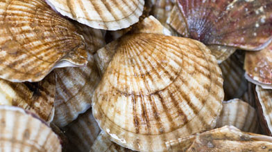 Seafood Species: Scallops